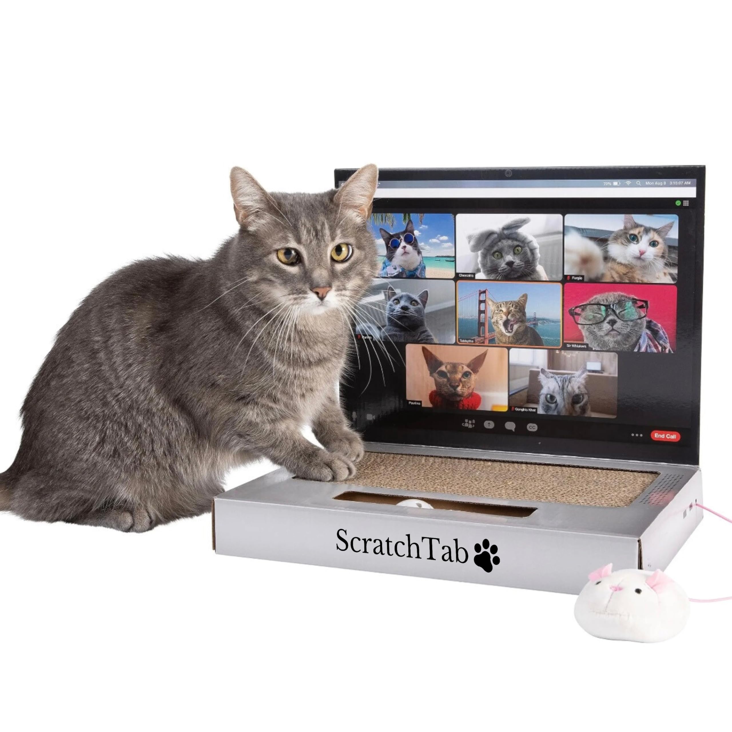 Katze Laptop