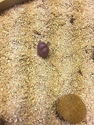 Amazon.com : Pack of 3 Live Rare Exotic Lithops Optica cv. Rubra 1-2 ...