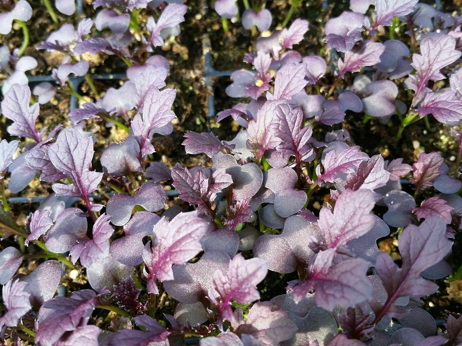 Buy Mizuna Red Streaks Mustard - Brassica rapa VAR. nipposinica ...