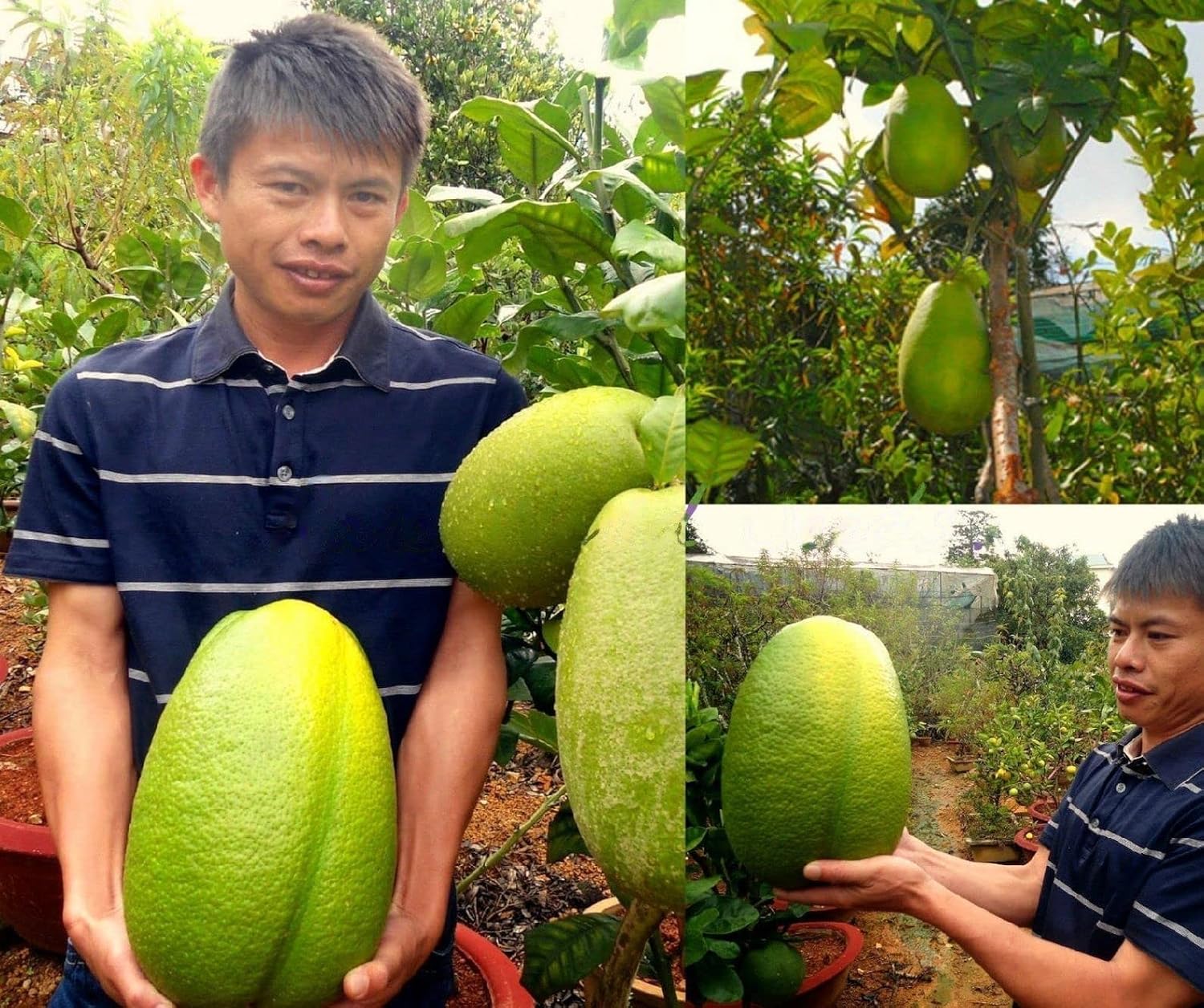 M-Tech Gardens Rare Lemon " Giant Lime " Exotic 10 Fruit Seeds for ...