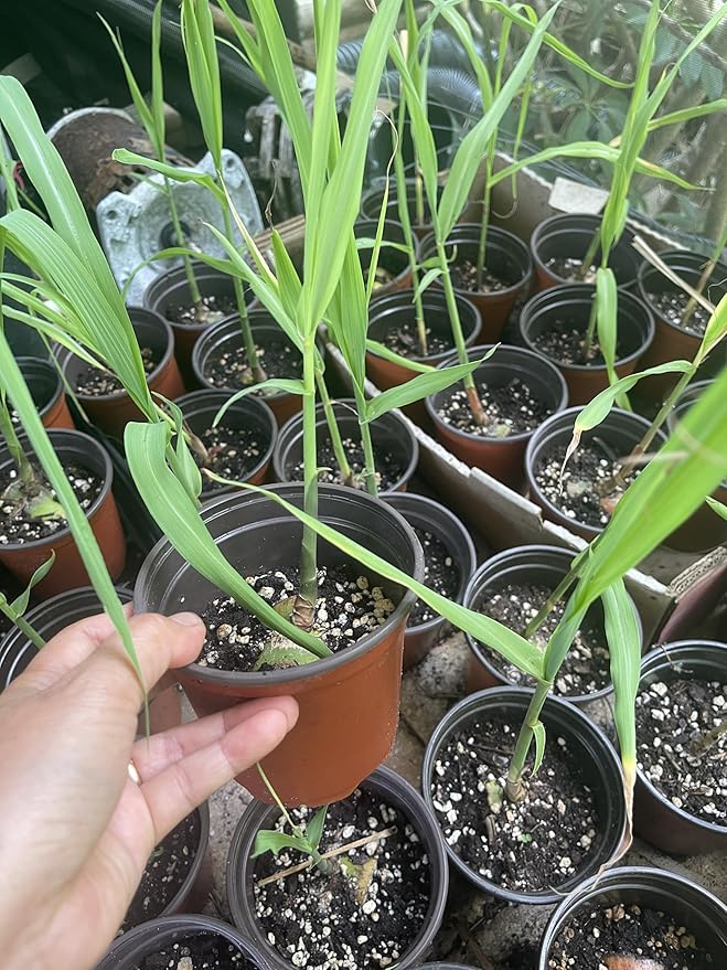 Amazon.com : 1(4" Pot) Florida Sugarcane/Green Sugar Cane, Rooted ...