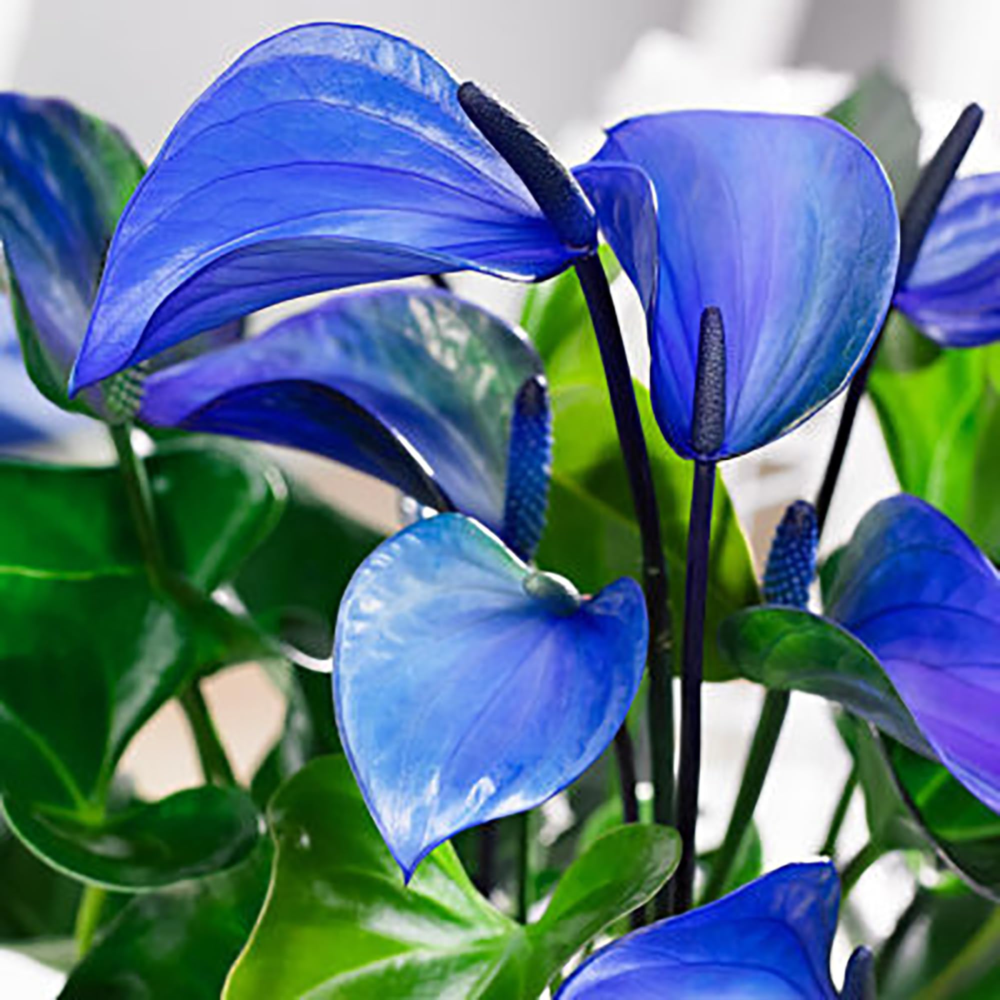 Amazon.com : QAUZUY GARDEN 100 pcs Blue Anthurium Flower Seeds ...