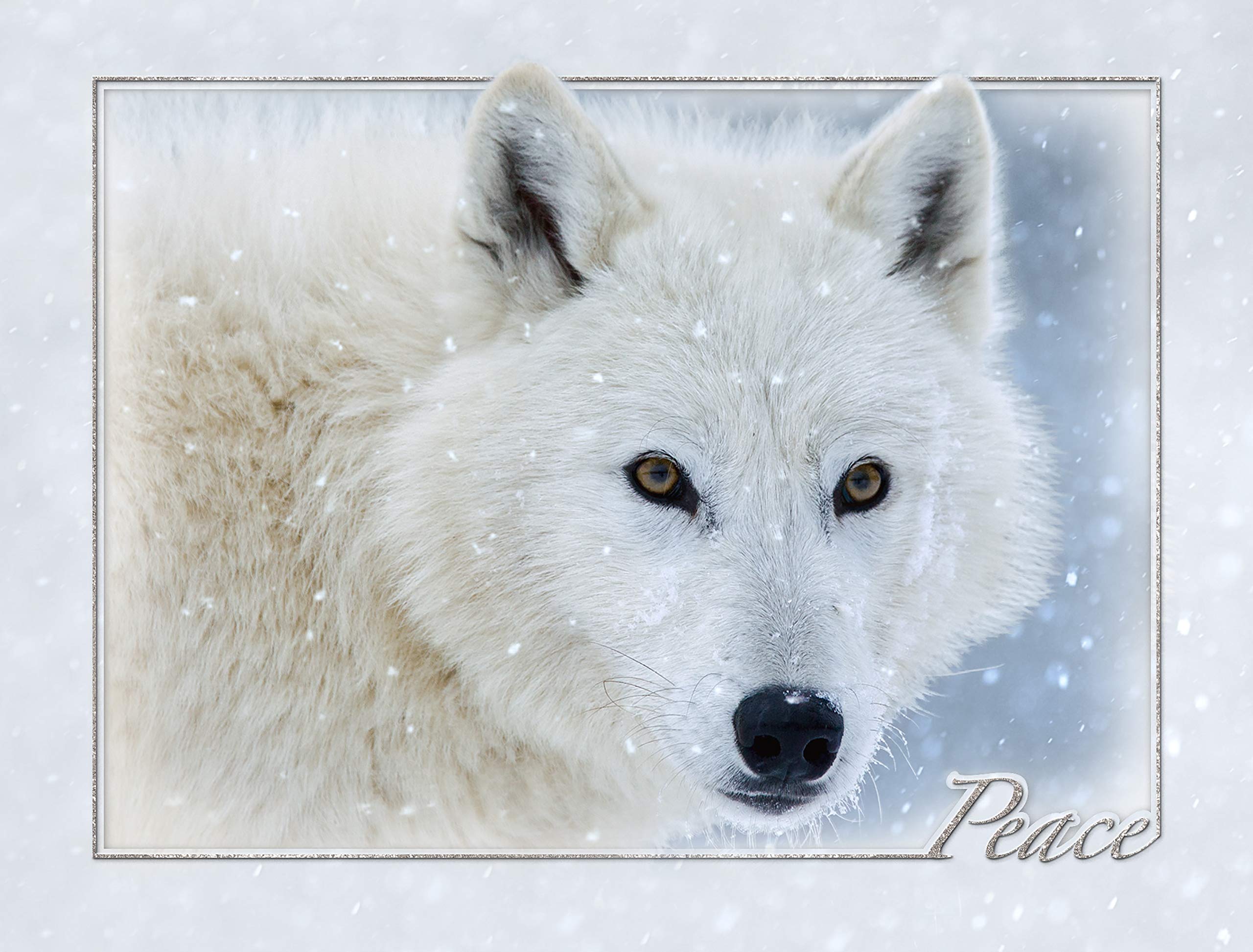 Amazon.com: "Arctic Winter" White Wolf - Boxed Wildlife Christmas Cards ...