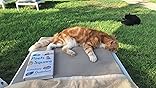 Poets Square: A memoir in thirty feral cats: Amazon.co.uk: Gustafson ...