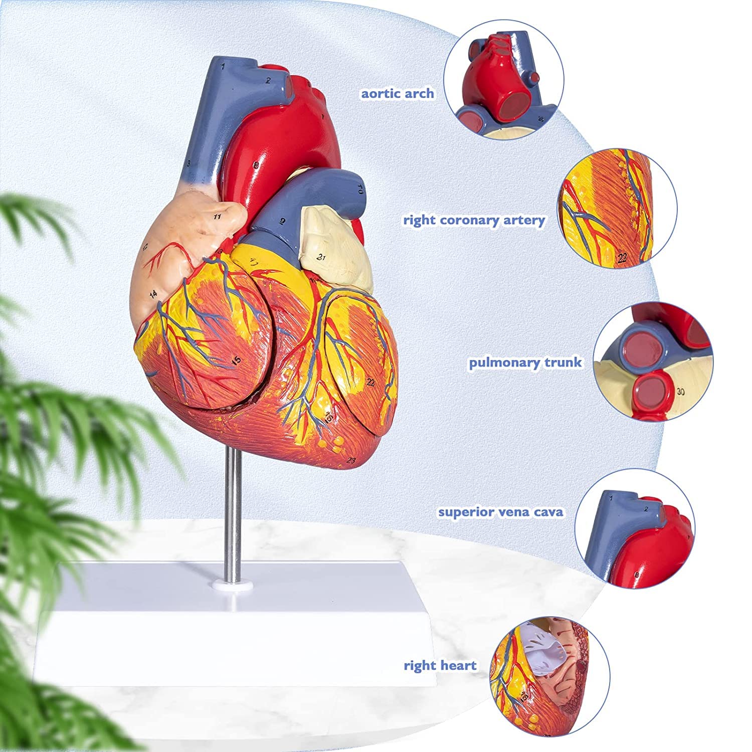 Cuore Anatomico