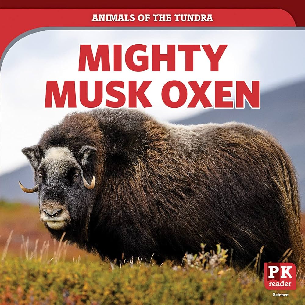 Musk Ox In The Tundra