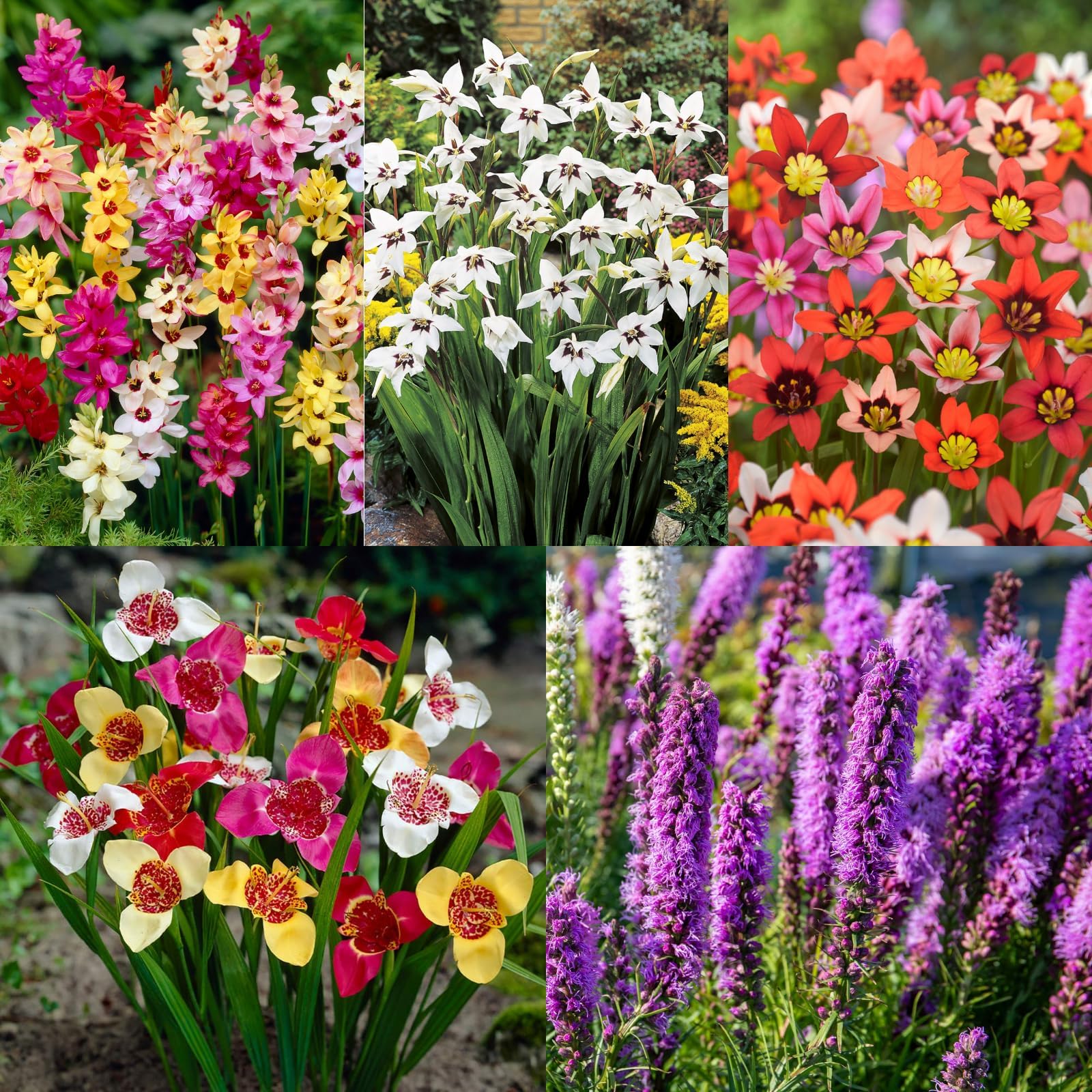 Colour Collection Spring Flower Bulbs - Purple (Pack of 50) : Amazon.co ...