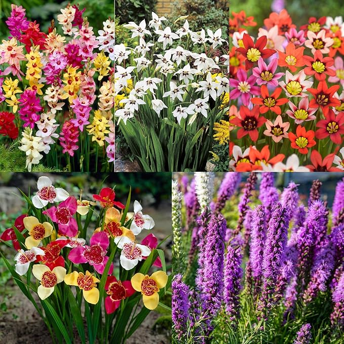 Carbeth Plants 100 x Festival Colour Summer Bulb Mix - Multi Summer ...