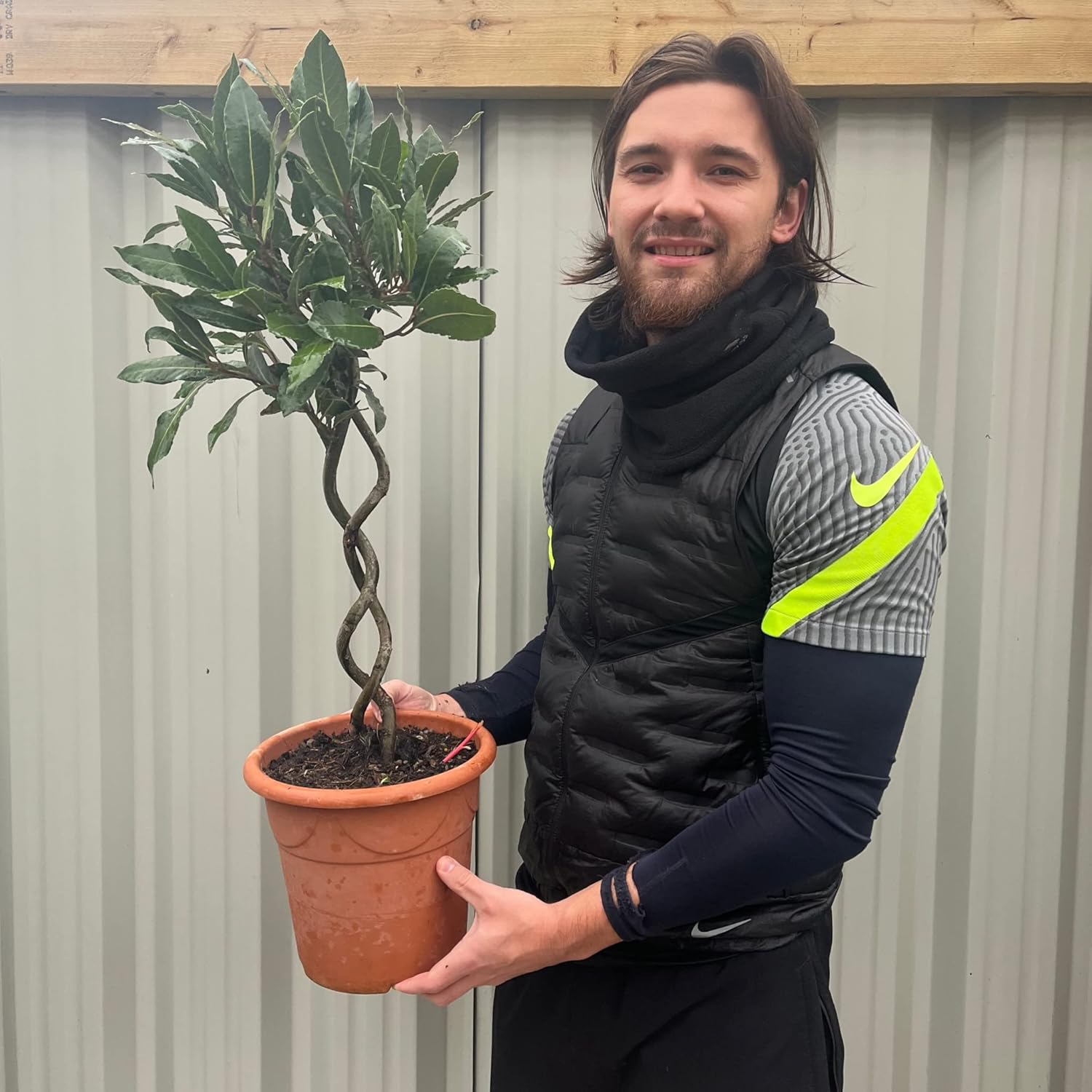 Standard Bay Tree | Double Twisted | 75-85cm | Laurus Nobilis : Amazon ...