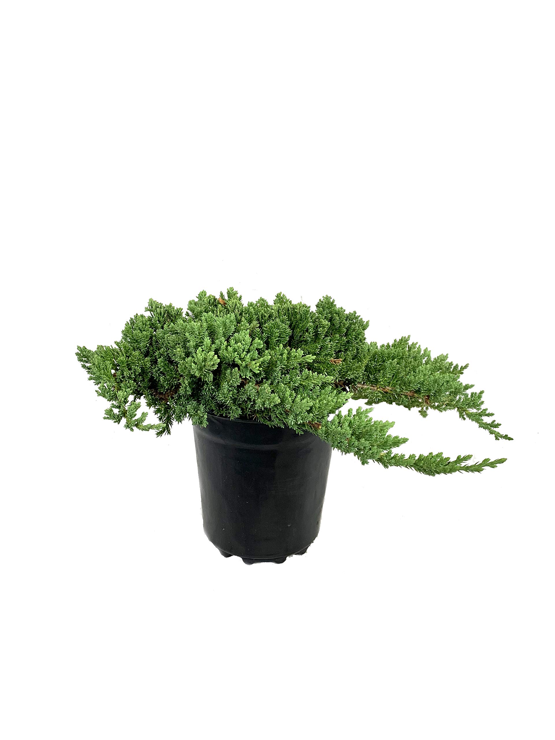 Dwarf Japanese Garden Juniper Live Plant In A 6 Inch | Desertcart Sri Lanka