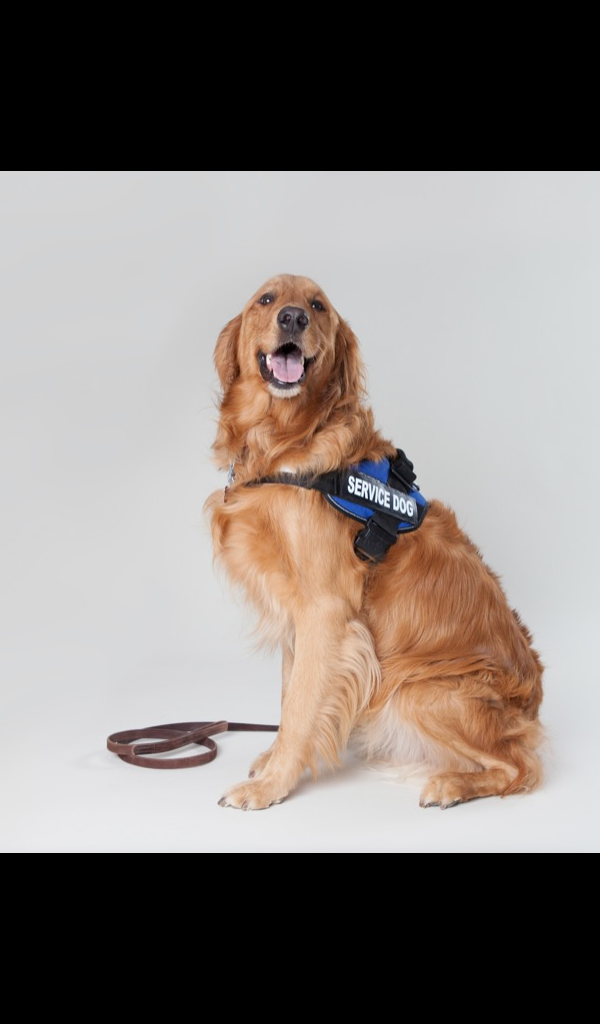 Service Dog Wallpaper -- HD Wallpapers of Service Dogs! - App on Amazon ...