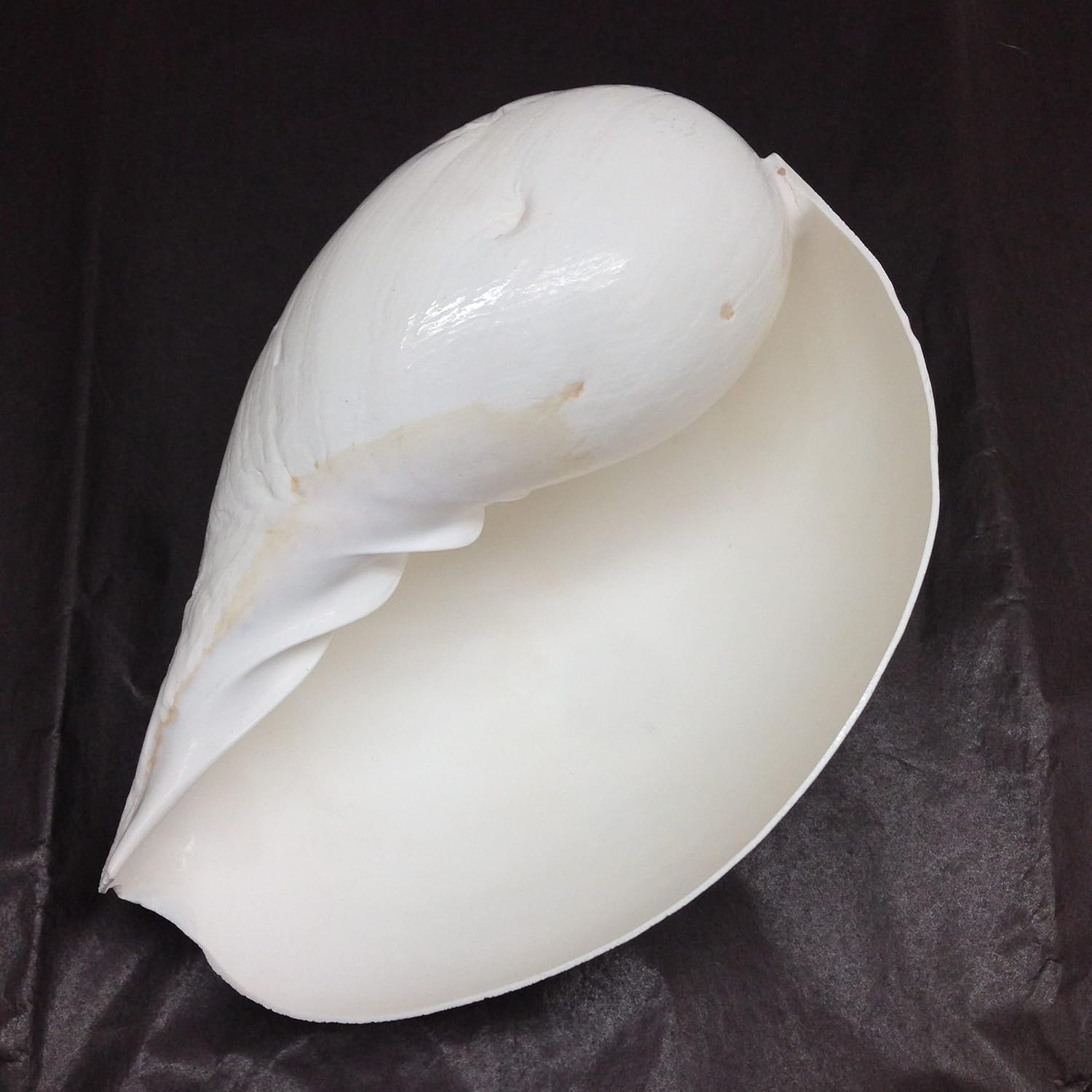 Amazon.com: PEPPERLONELY 1 PC White Indian Melon Sea Shells for Hermit ...