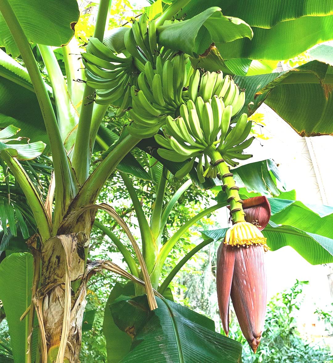 Plantzoin Edible banana Kela Musa Paradisiaca Bantala Live Plant ...