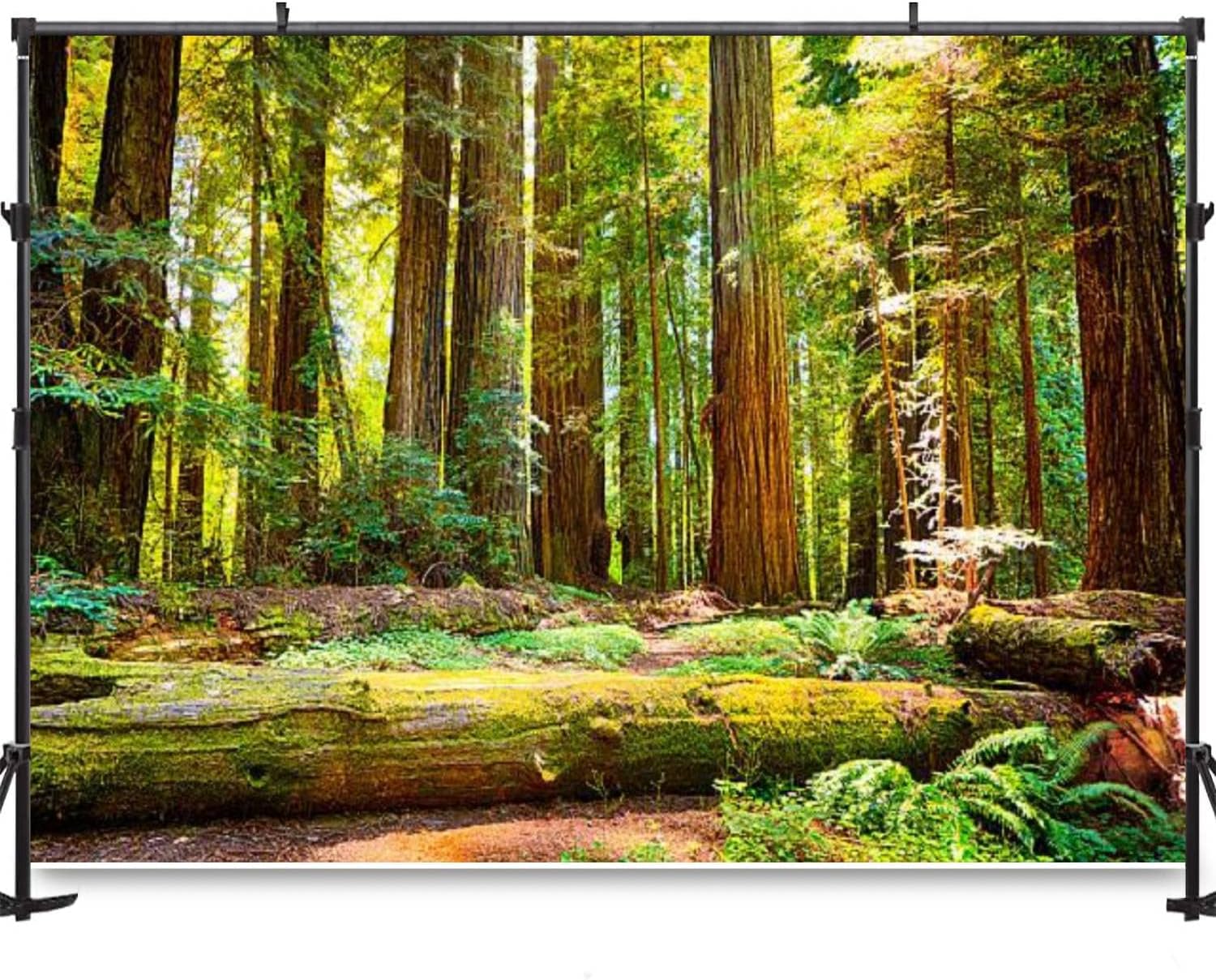Amazon.com : redwood national park redwood forest stock pictures ...