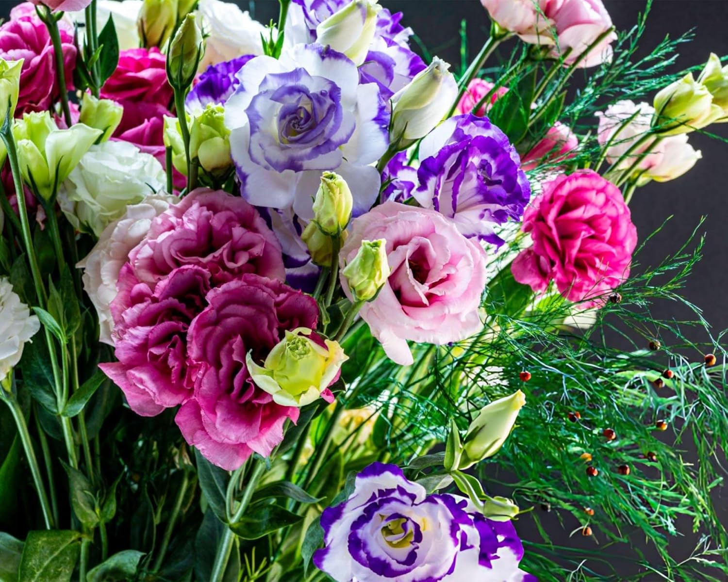 Amazon.com : 1000+ Eustoma Thornless Rose Lisianthus Seeds, Mixed Color ...