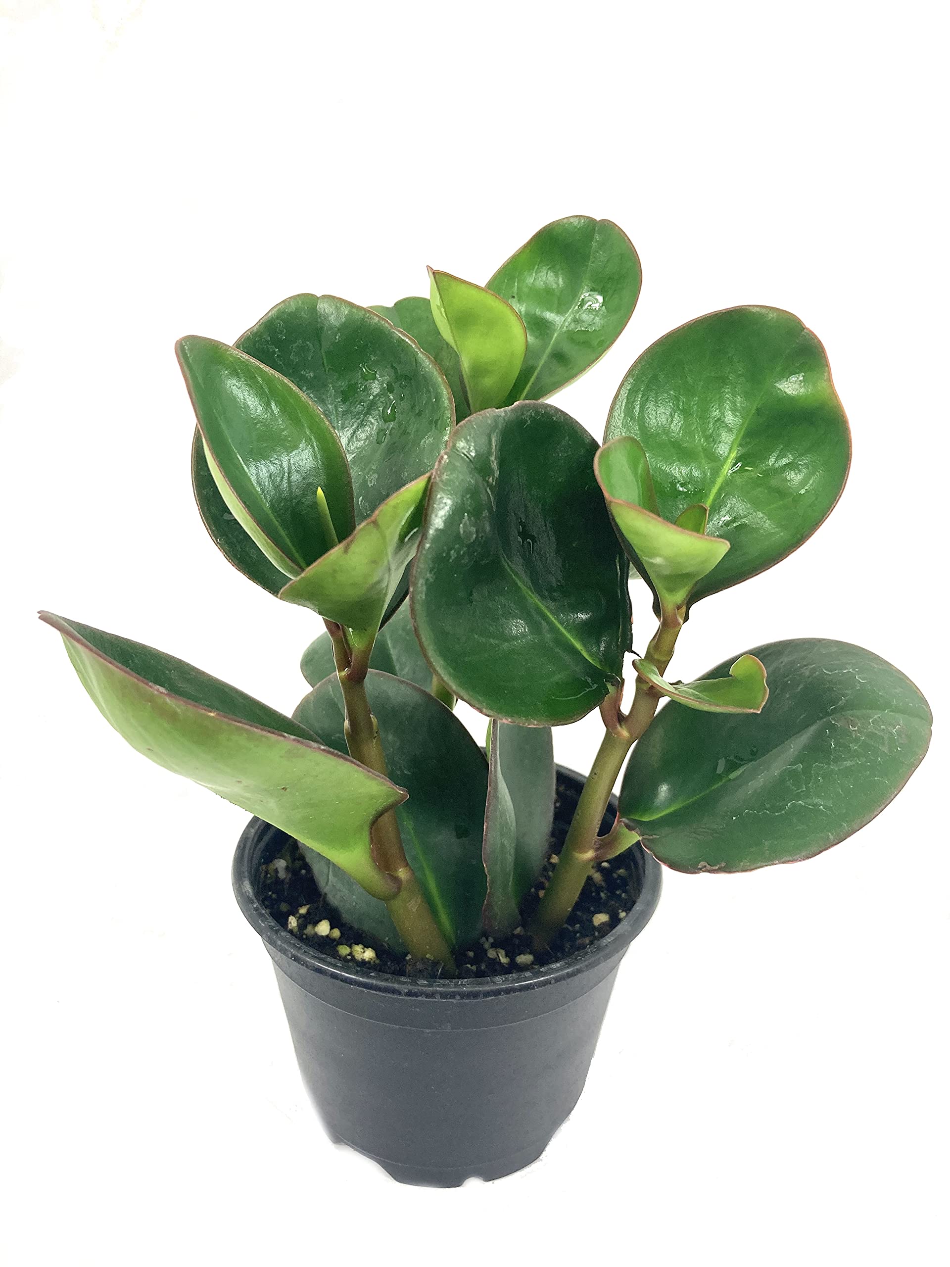 Buy Peperomia Red Edge - Live in a 4 Inch Pot - Peperomia Obtusifolia ...