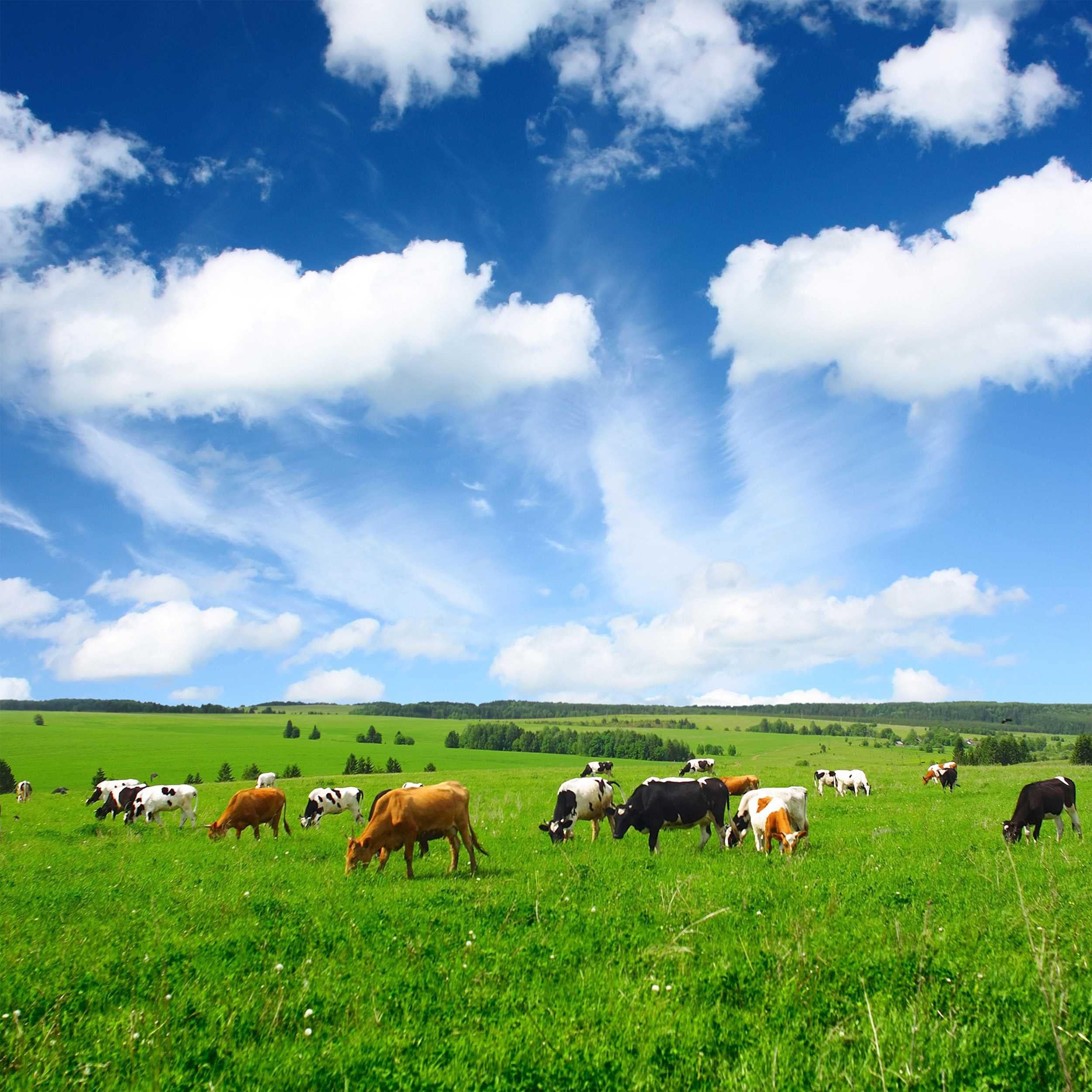 Amazon.com : Outsidepride Perennial All Purpose Pasture & Legume Forage ...