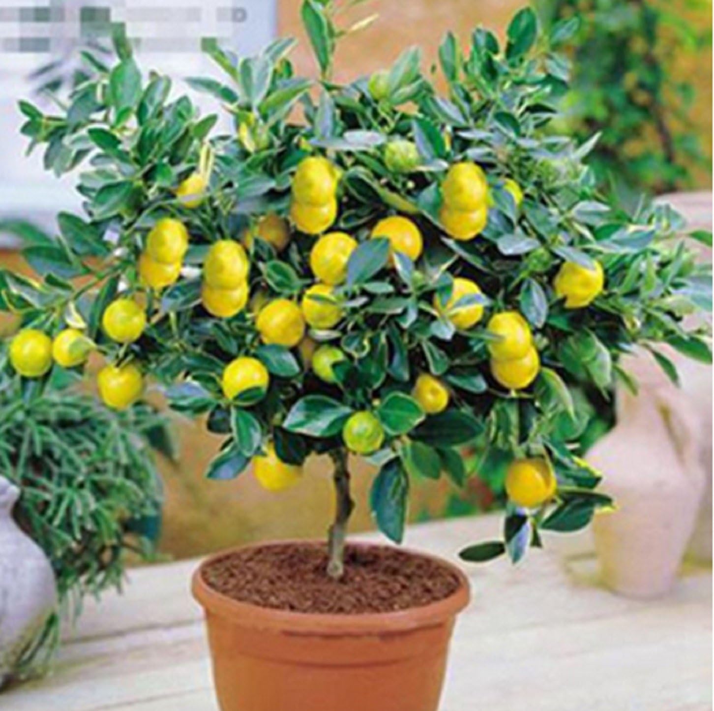 10Pcs/lot Rare Lemon Tree Indoor Outdoor Available Heirloom Fruit Seeds ...