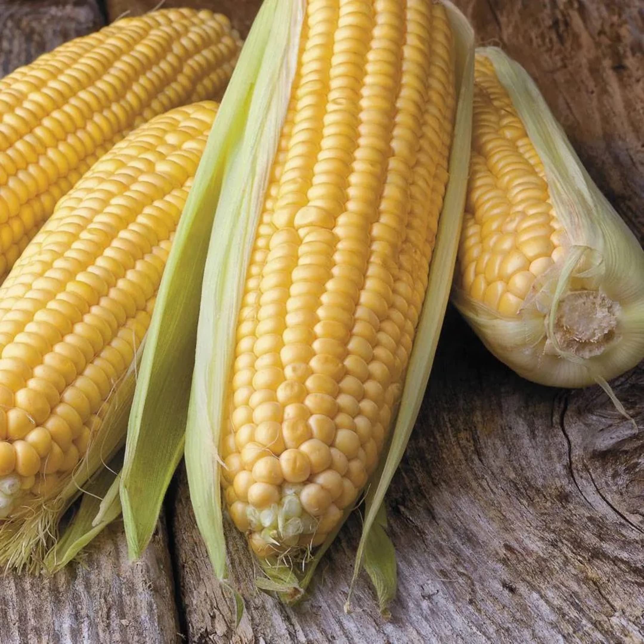 Amazon.com : Park Seed Variety of Corn Vegetable Seeds, Plant Seeds ...