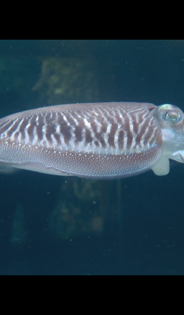 Cute Cuttlefish Wallpaper -- HD Wallpapers of Cute Cuttlefish!:Amazon ...