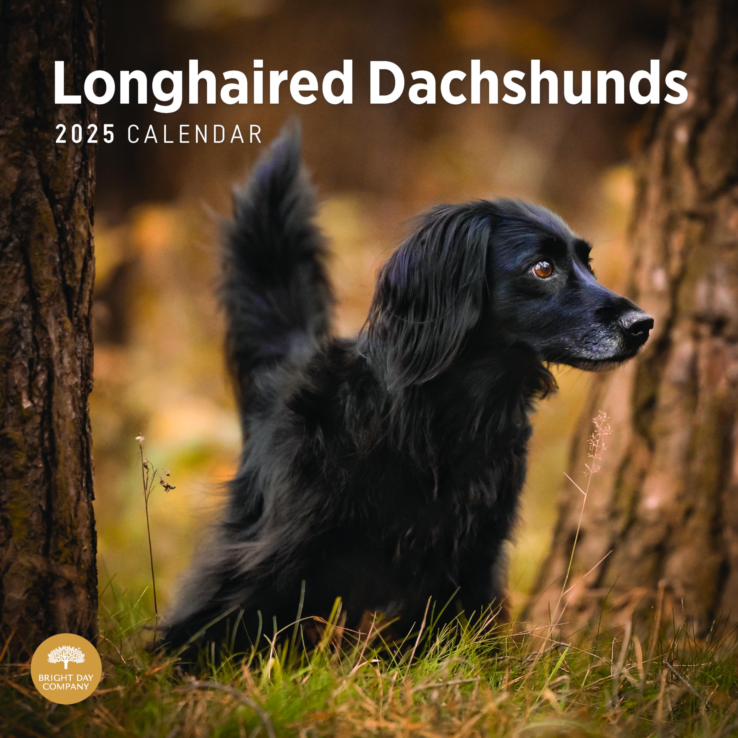 2025 Longhaired Dachshunds Monthly Wall Calendar by Bright Day, 12 x 12 ...