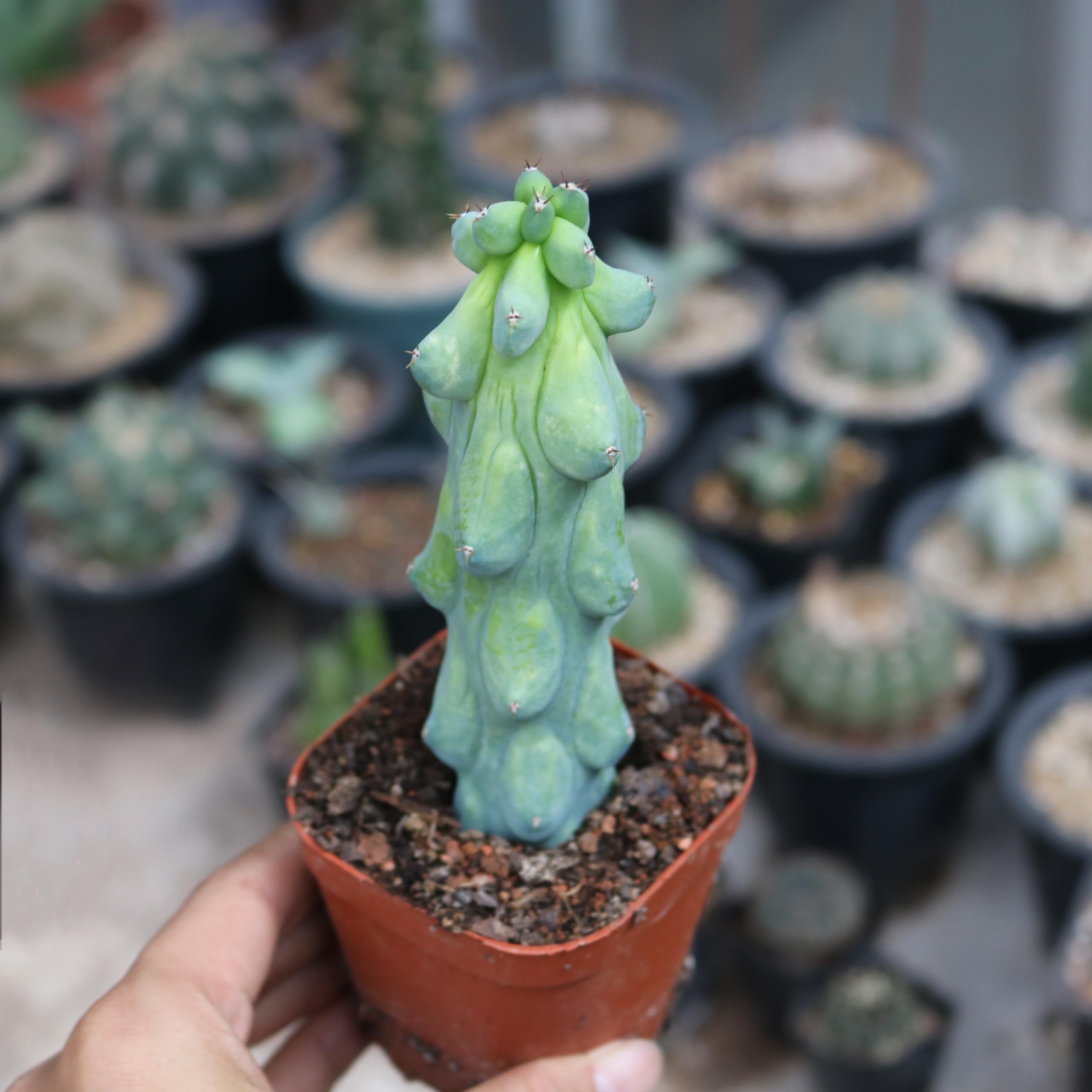 Amazon.com : Cereus Peruvianus monstrose cactus 5 seeds~Monstrosus ...