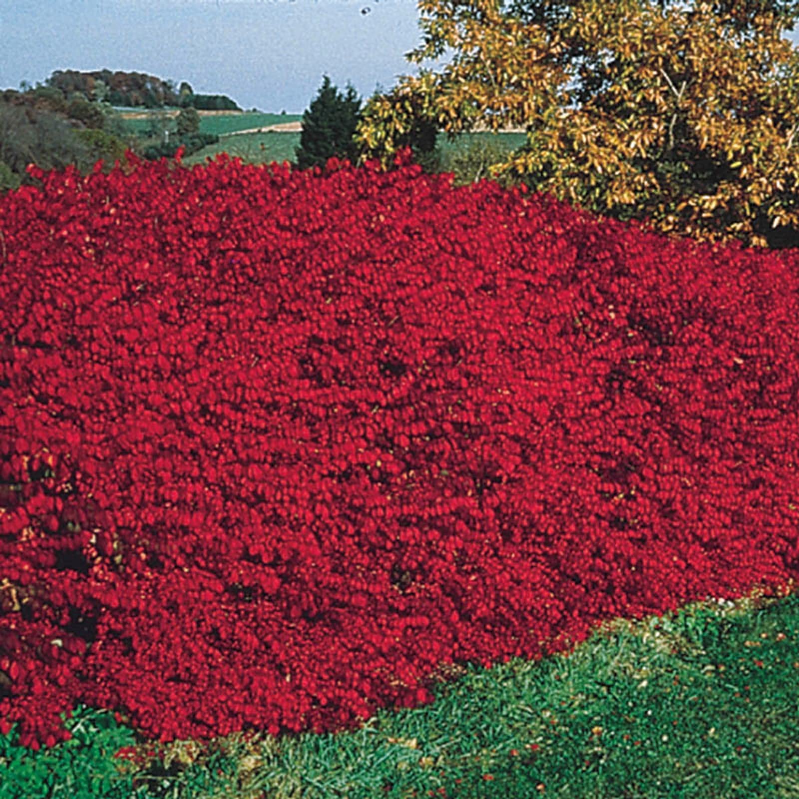 Amazon.com : Burning Bush Shrub Dwarf Burning Bush Bush Live Plant Red ...
