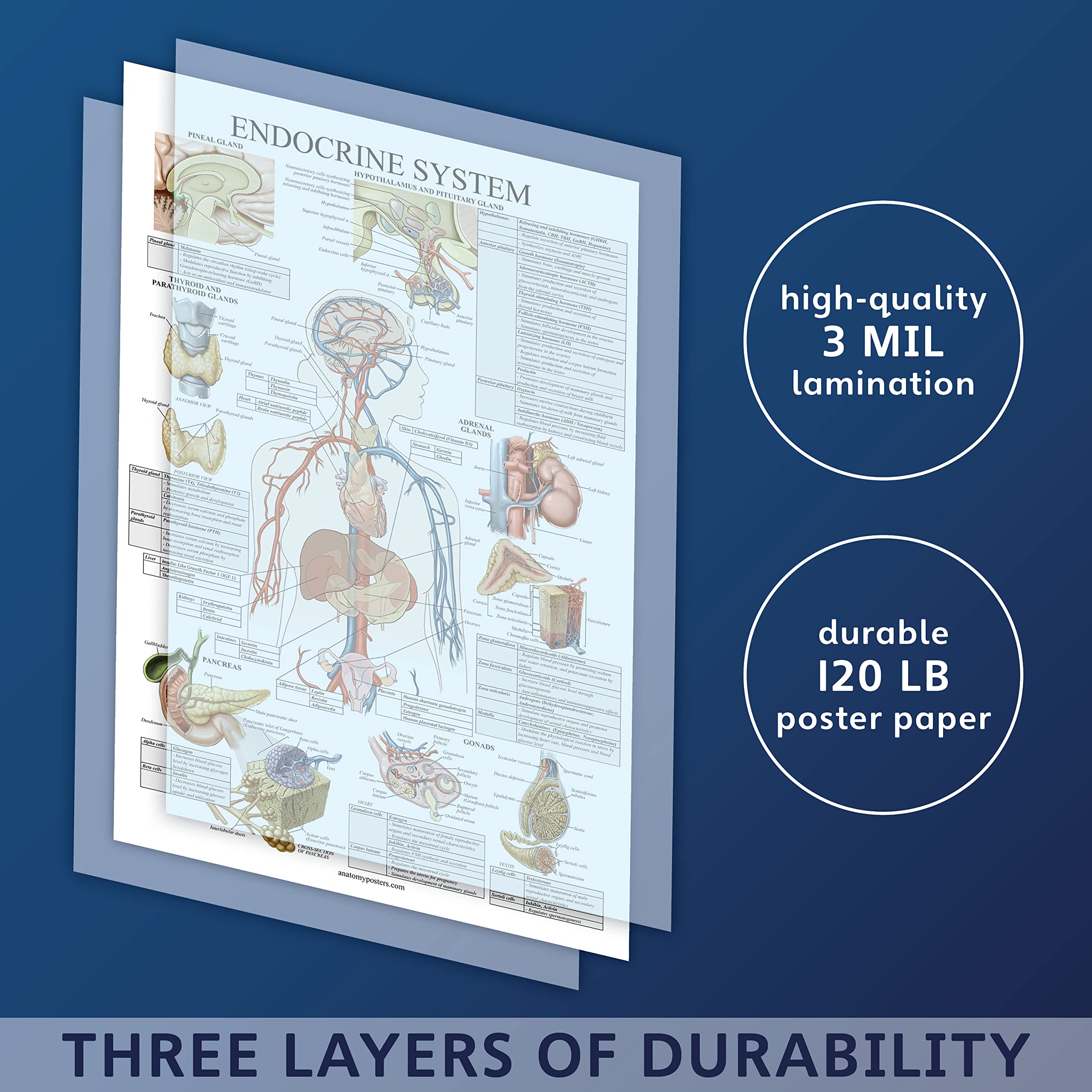 Laminated Endocrine System Anatomical Chart - Endocrine Anatomy Poster ...