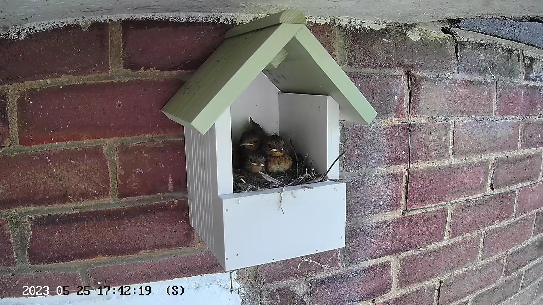 Peckish 60053064 Open Fronted Nest Box for Wild Birds, Natural ...