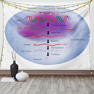 Dna And Proteins: What's The Connection? | MedShun