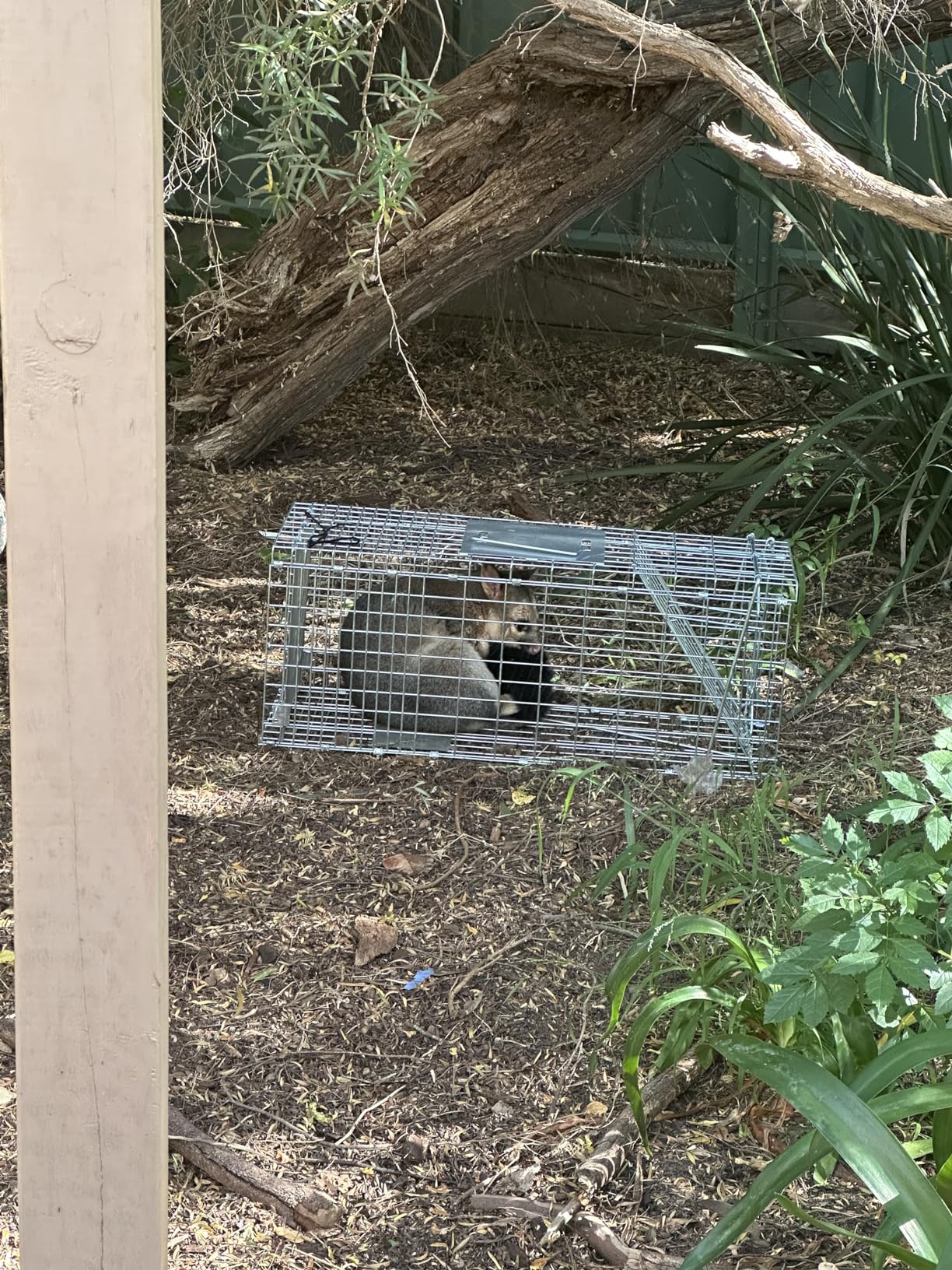 Possum Trap Pestrol Humane Cage Fox Bird Rabbit Animal : Amazon.com.au ...