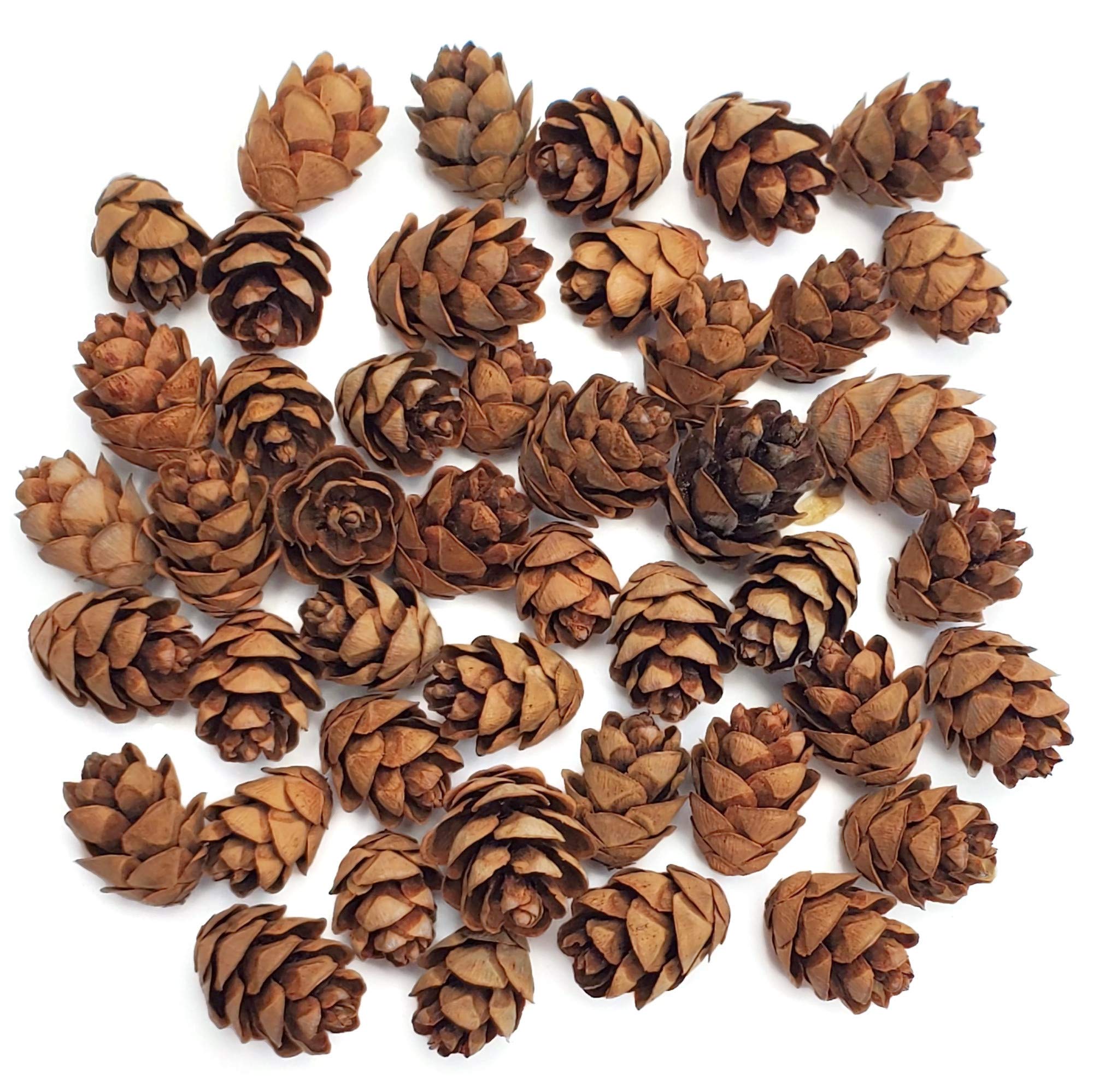 Eastern Hemlock Cones Eastern Hemlock, Pinaceae Tsuga Canadensis L.