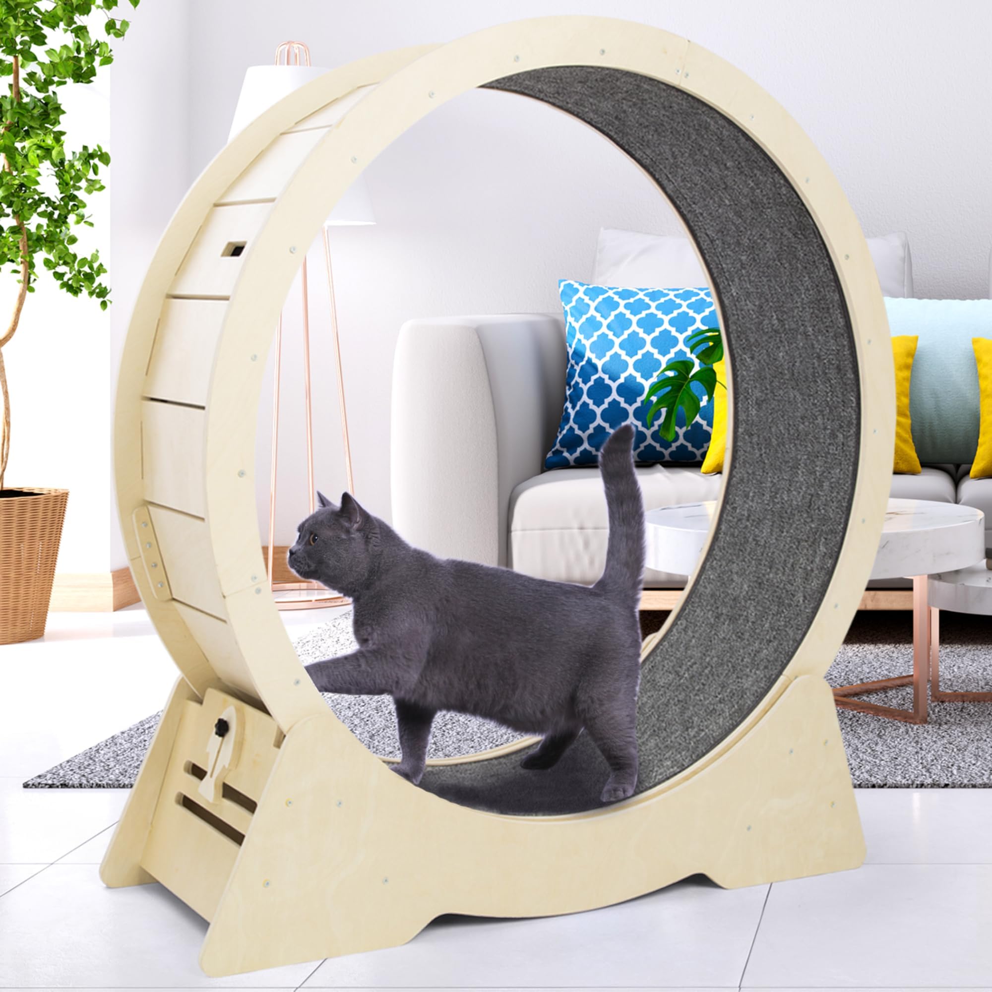 Amazon.com : QOILITY Cat Exercise Wheel - Low-Noise Cat Wheels for ...