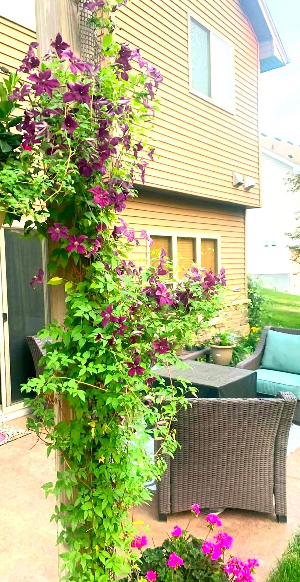 Clematis Wood Trellis