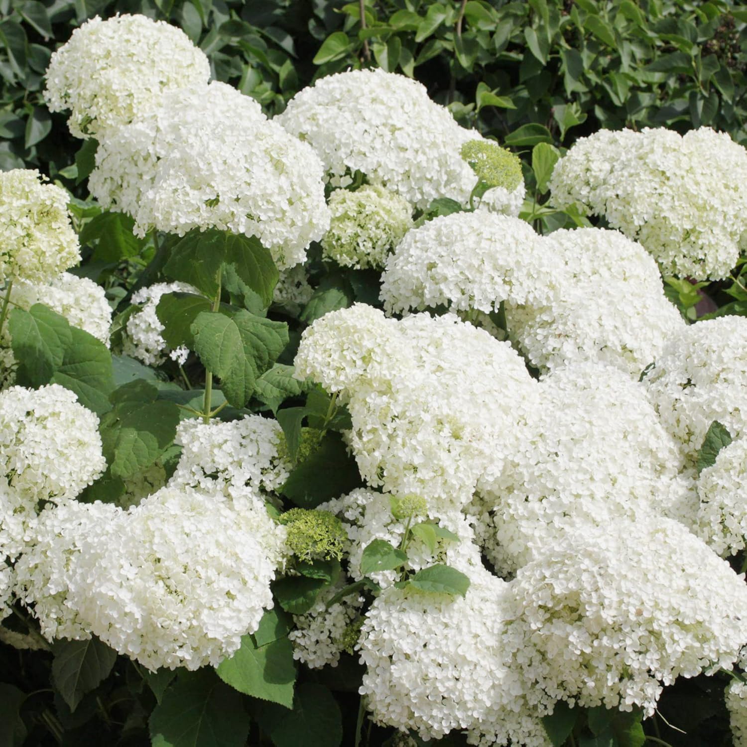 Amazon.com : Hydrangea Arborescens Seeds Smooth Hydrangea Deciduous ...