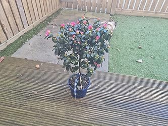 Azalea Japonica Tree | Trees for Small Gardens Border Patio Potted ...