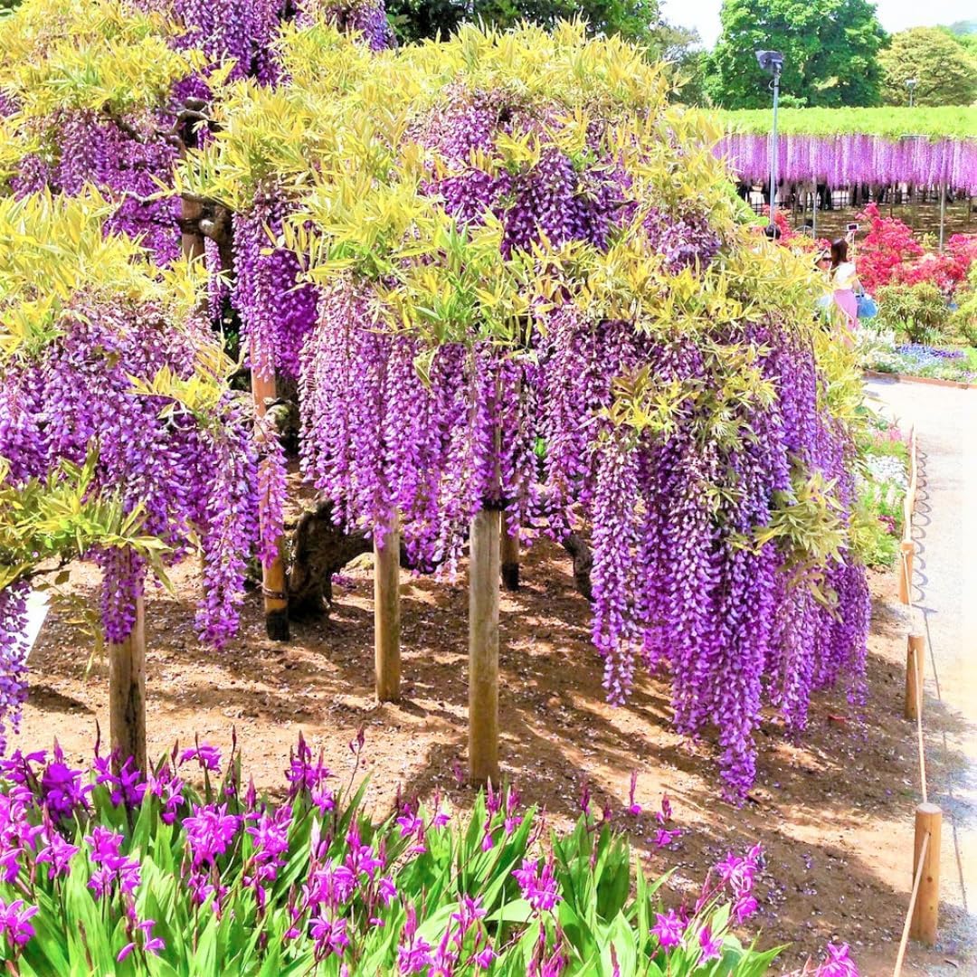 Purple Wisteria Tree Plant Live, vid de 2 a 3 pies, bien enraizada ...
