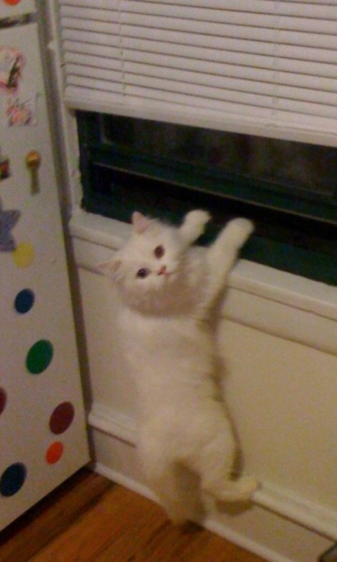 Pets Home Alone Live Wallpaper:Amazon.com.br:Appstore for Android