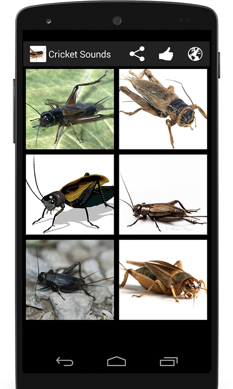Cricket Sounds - App on Amazon Appstore