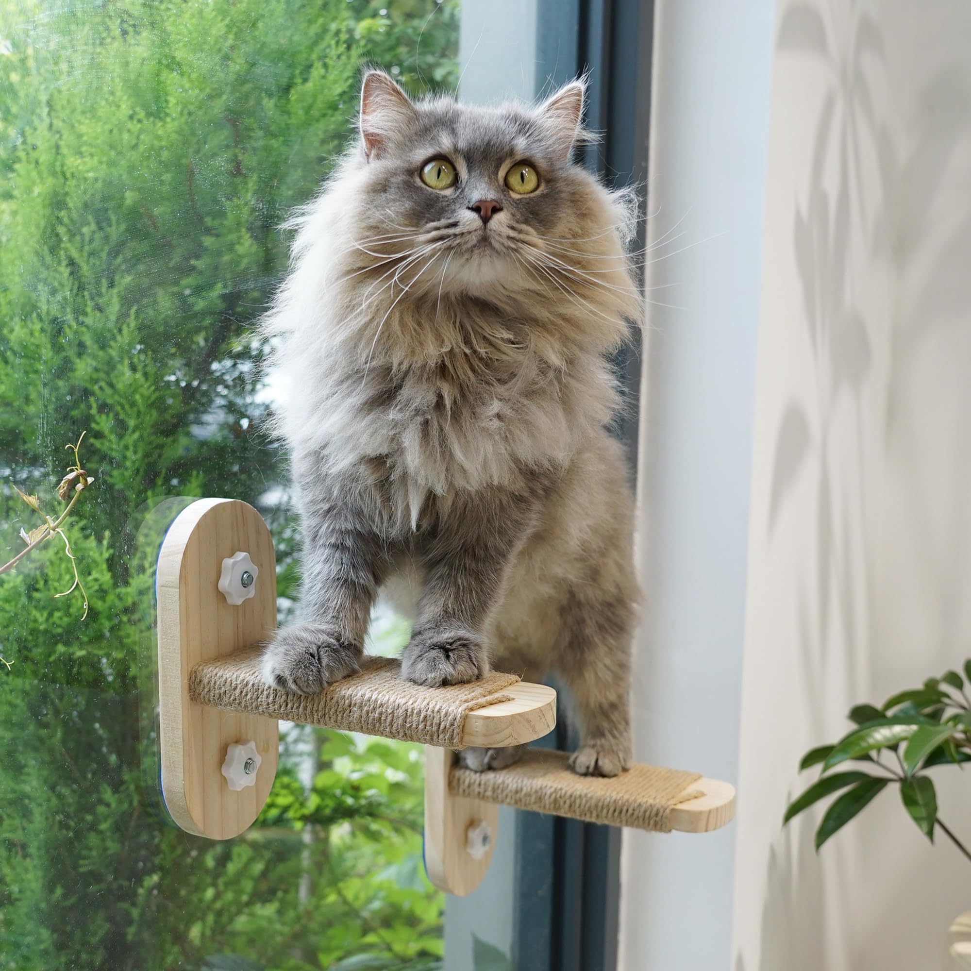 Amazon.com : PETKARAY Cat Window Shelf, Original Cat Window Perch ...