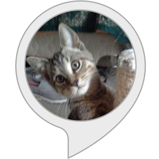 Amazon.com: My Interesting Cat facts : Alexa Skills