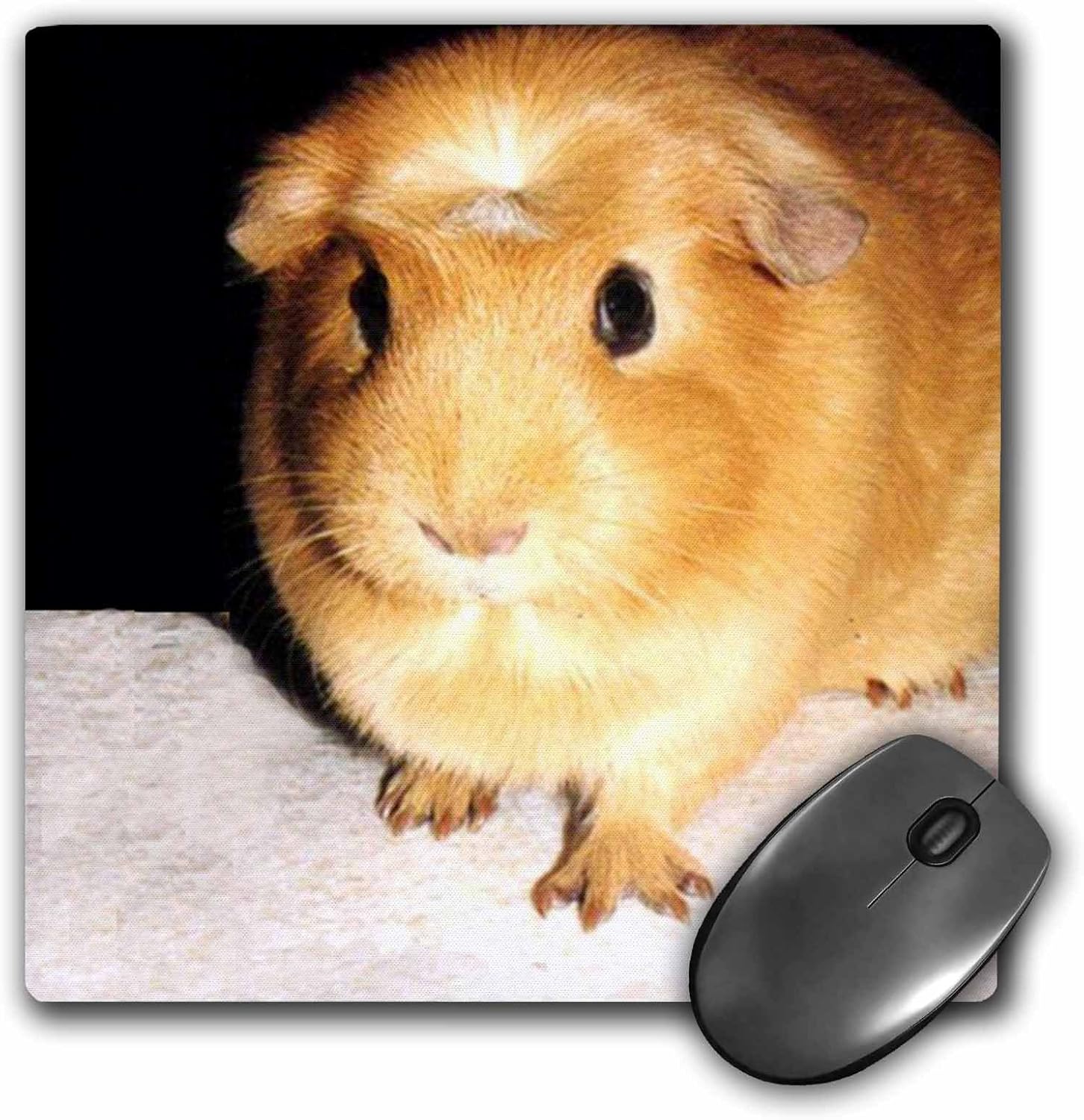 Amazon.com: 3dRose Guinea Pig - Guinea Pig - Mousepad (mp_858_1 ...