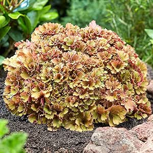 Heuchera Frilly - Coral Bells Garden Ready Potted Plants - Outdoor ...