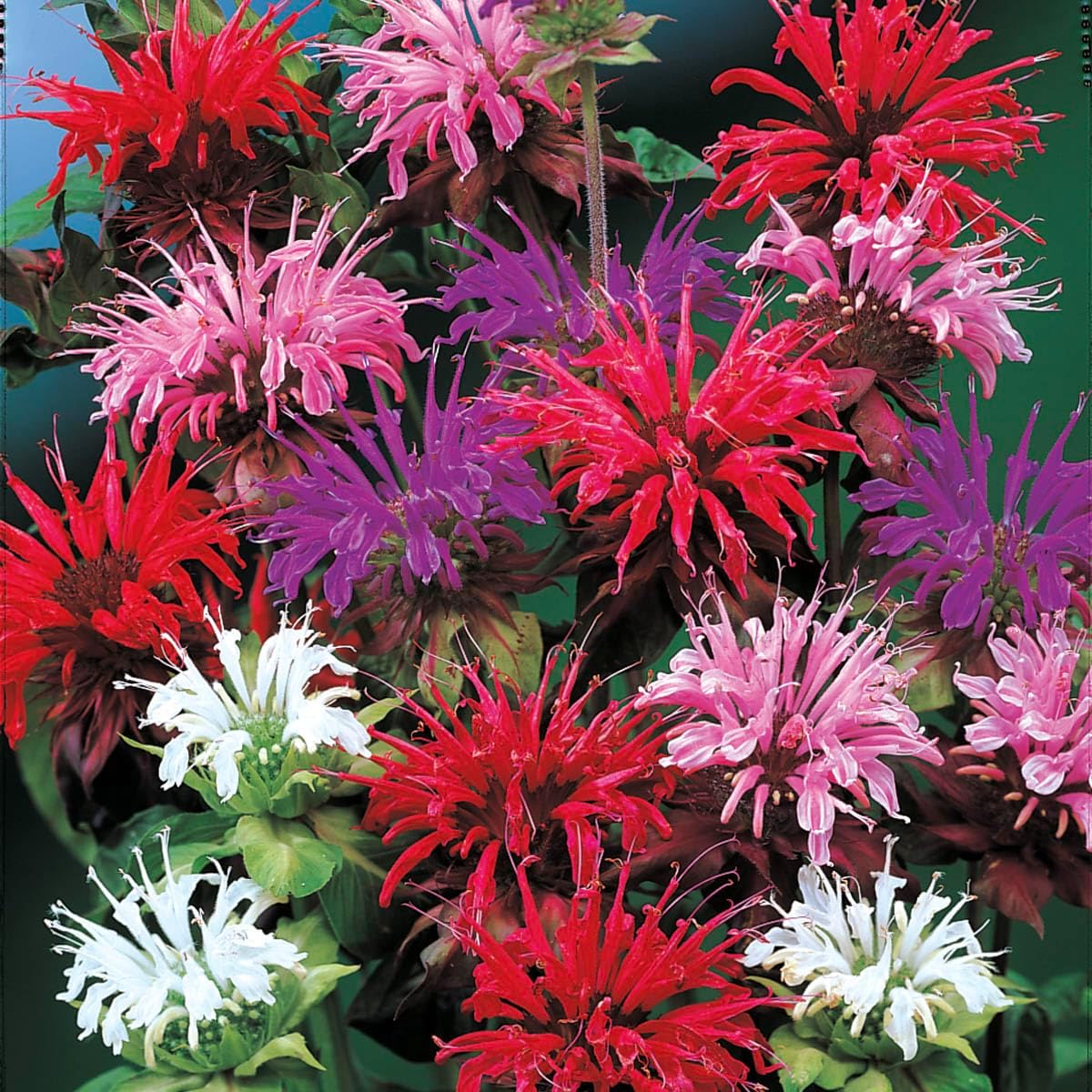 Amazon.com : SPRING HILL NURSERIES - Bee Balm Monarda Mixture Dormant ...