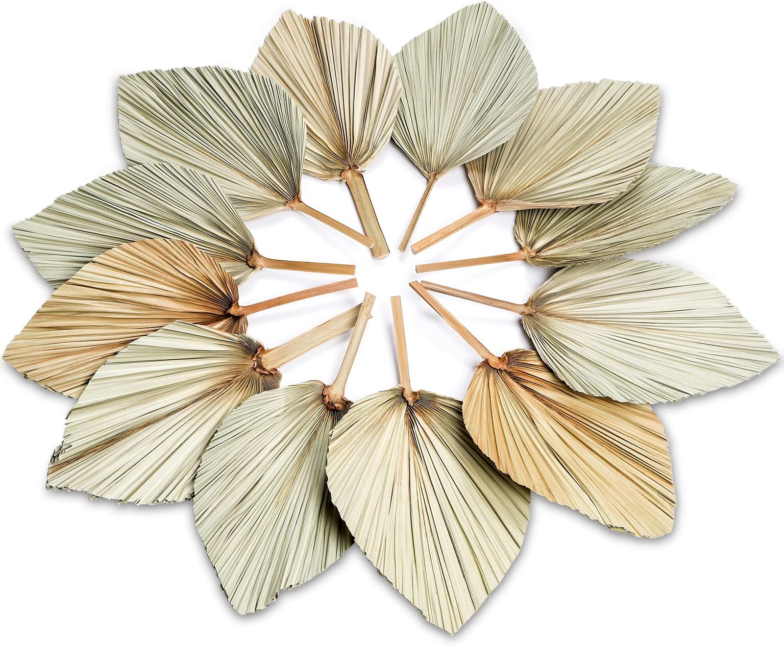 Amazon.com: 23" H x 15" W Giant Tropical Dried Palm Leaves, Large Palm ...