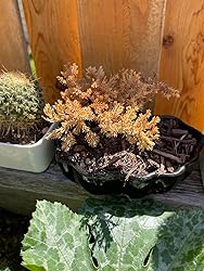 Amazon.com: Brussel's Green Mound Juniper Bonsai in Zen Reflections Pot ...