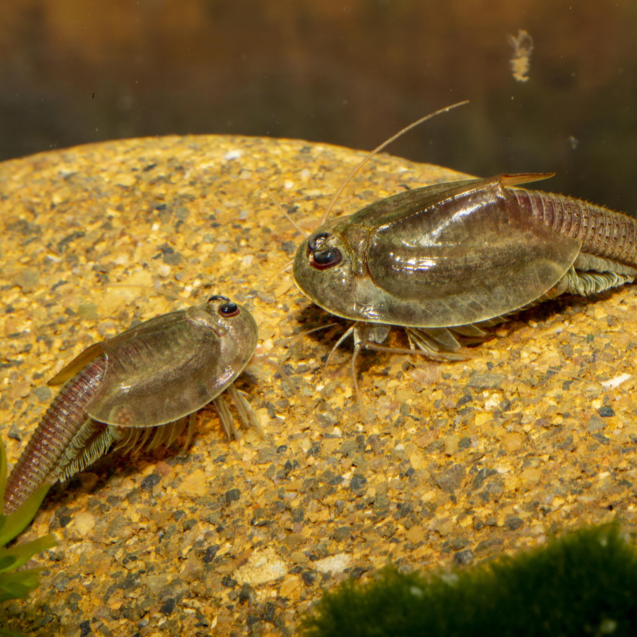 Triops Fish Breeding & Raising Triops Fish Care