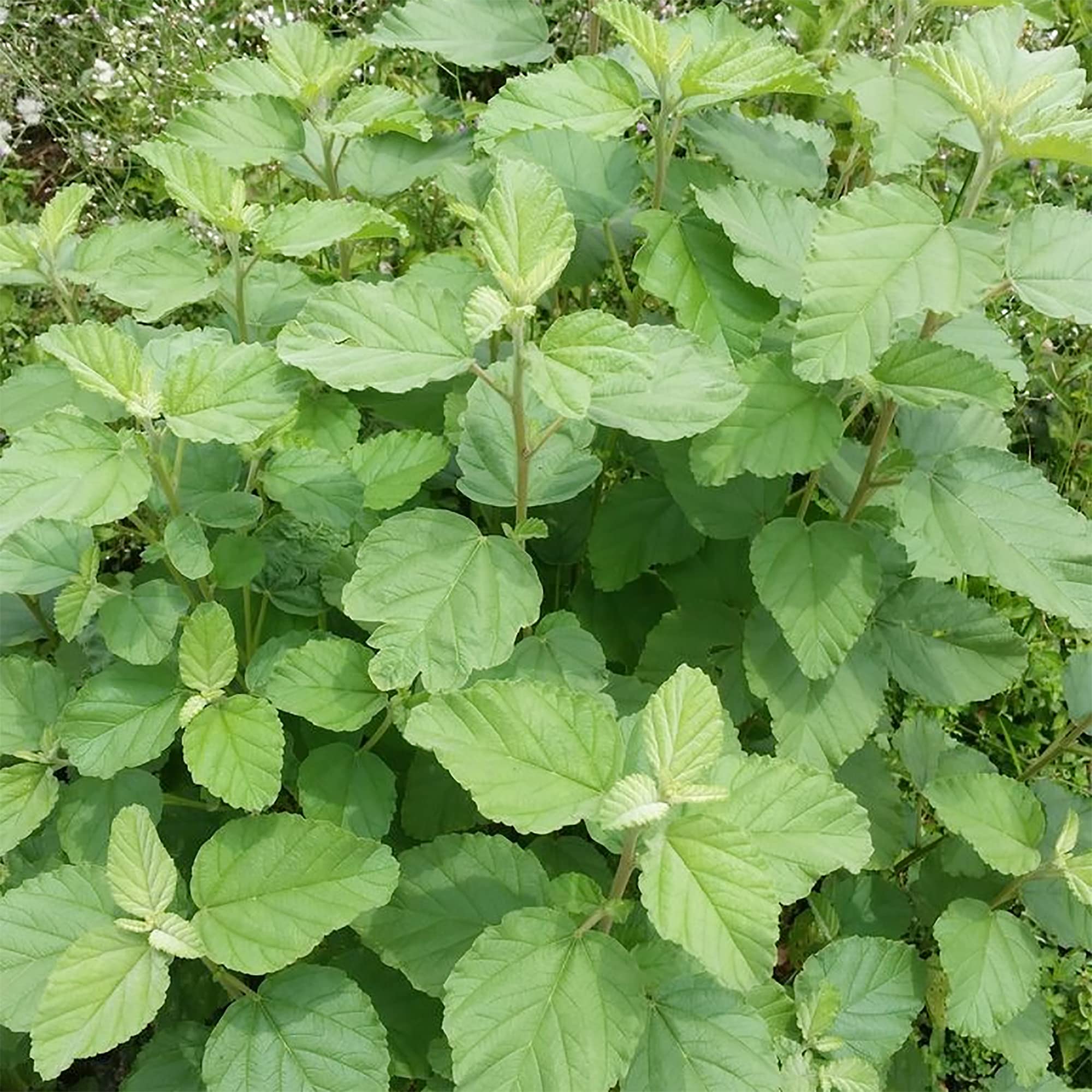 Amazon.com : QAUZUY GARDEN 30 Patchouli (Pogostemon Cablin) Pucha Pot Seeds for Planing ...