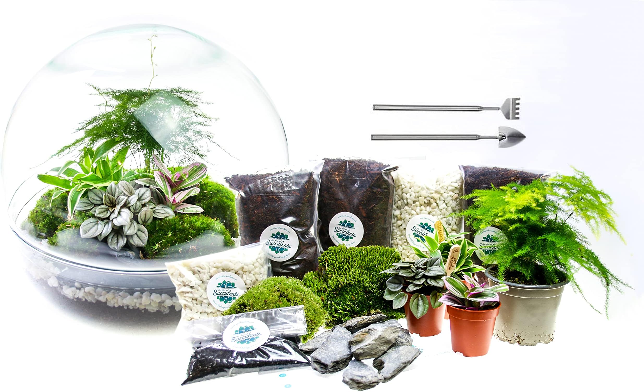 Large Glass Orb Terrarium with 4 Living Plants, Cushion Moss and Tool ...