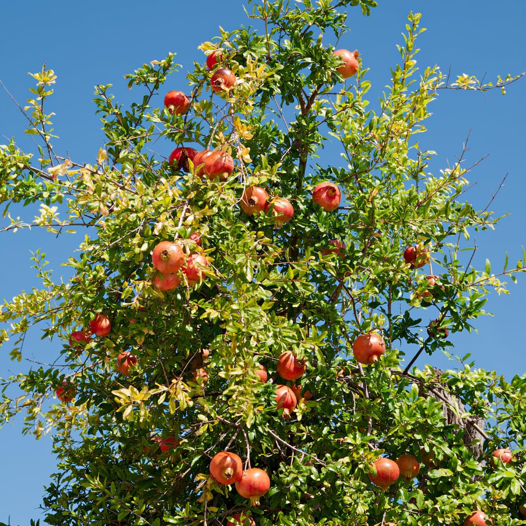 Amazon.com : Sweet Pomegranate Tree Live Plant, Red Pomegranate Tree ...
